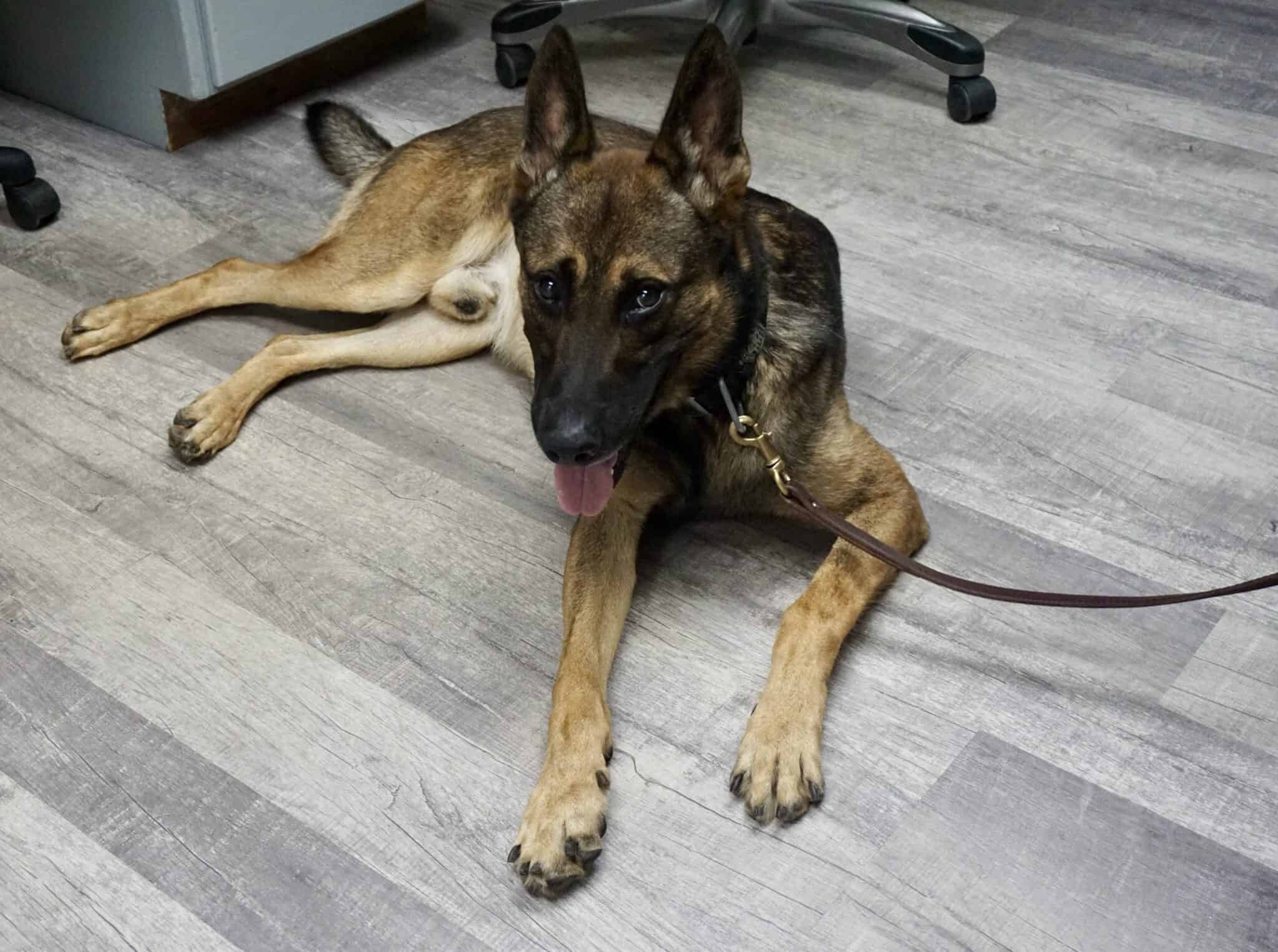 KILER THE K9 - MAN’S AND CROCKETT POLICE DEPARTMENT’S BEST FRIEND - The ...